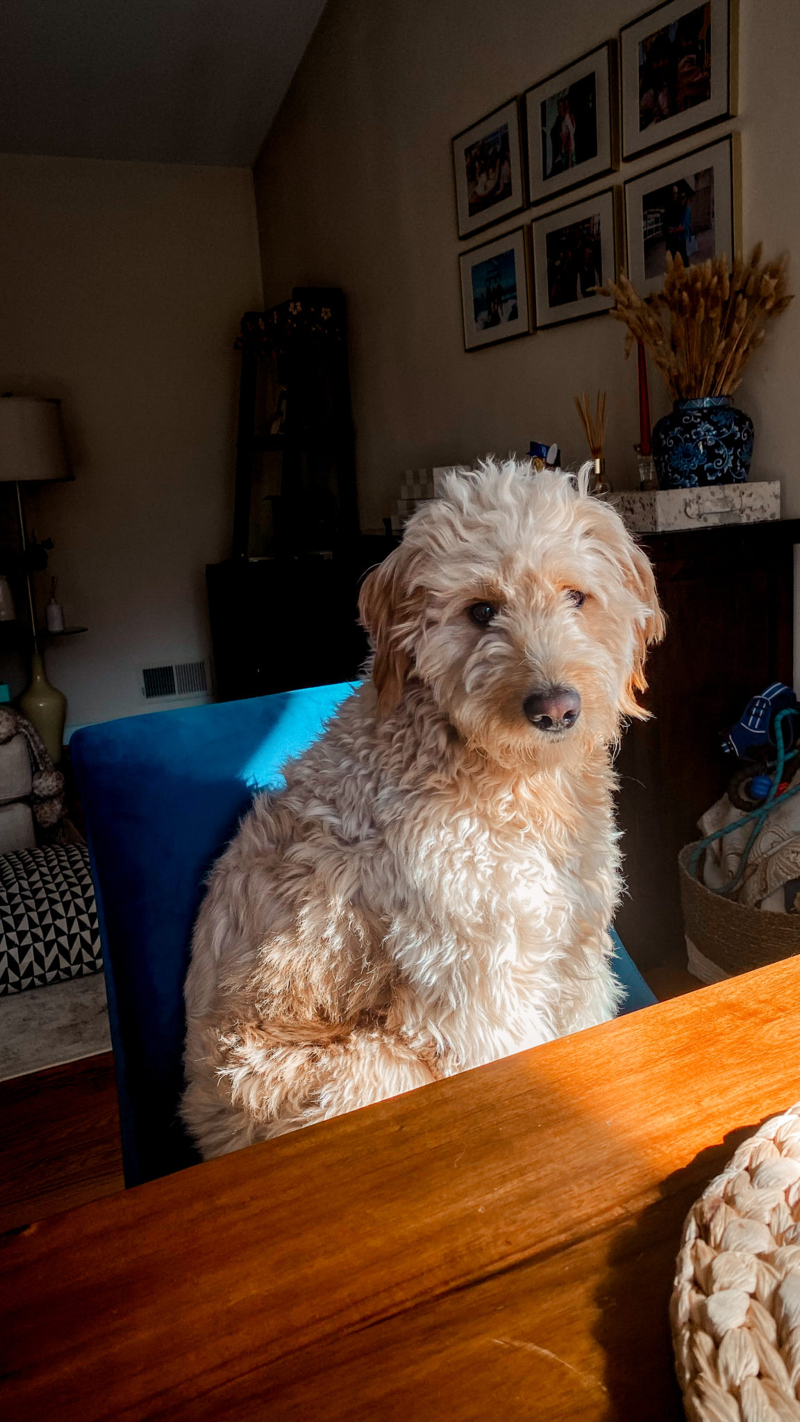 How I became a DOG MAMA, our journey to becoming pet parents - Myriad ...